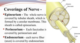 NERVOUS SYSTEM - Neuron & Neuroglial cells - STRUCTURE OF NEURON AND ...