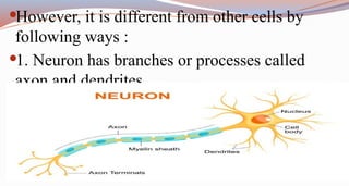 NERVOUS SYSTEM - Neuron & Neuroglial cells - STRUCTURE OF NEURON AND ...