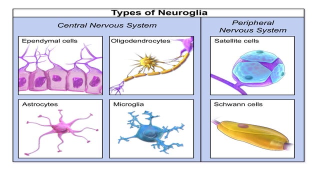 NERVOUS SYSTEM - Neuron & Neuroglial cells - STRUCTURE OF NEURON AND ...