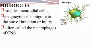 NERVOUS SYSTEM - Neuron & Neuroglial cells - STRUCTURE OF NEURON AND ...