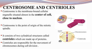 NERVOUS SYSTEM - Neuron & Neuroglial cells - STRUCTURE OF NEURON AND ...