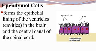 NERVOUS SYSTEM - Neuron & Neuroglial cells - STRUCTURE OF NEURON AND ...