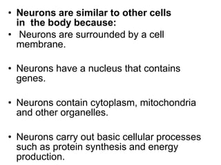 NEURON physiology carrer medical college and hospital | PPTX