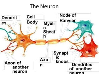 NEURON physiology carrer medical college and hospital | PPTX | Brain ...