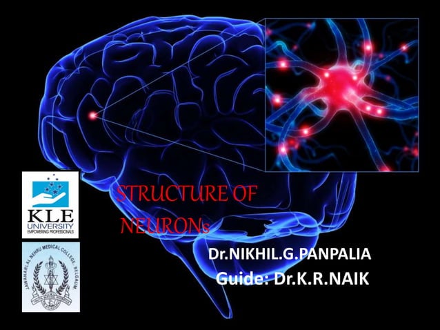 structure of neuron | PPTX