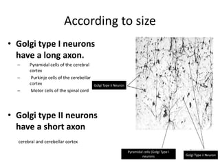 structure of neuron | PPT