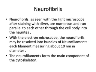 Neurofibrils