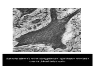 structure of neuron | PPTX