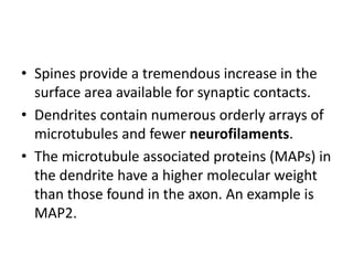 structure of neuron | PPTX