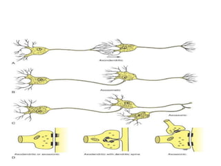 structure of neuron | PPTX