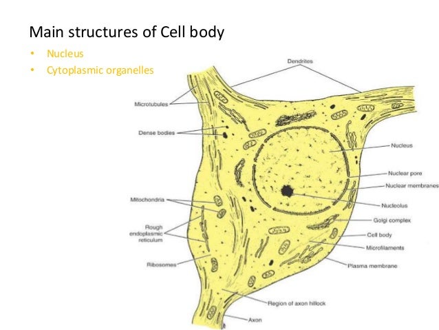 Neuron Cell Membrane