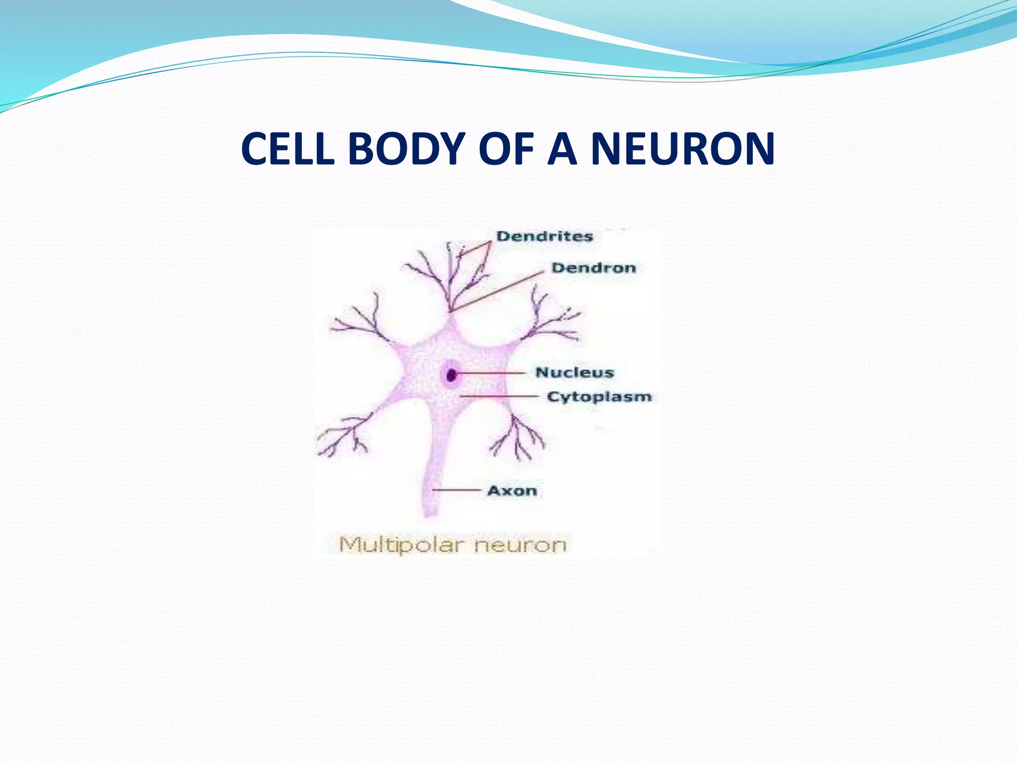 Structure of Neuron | PPT