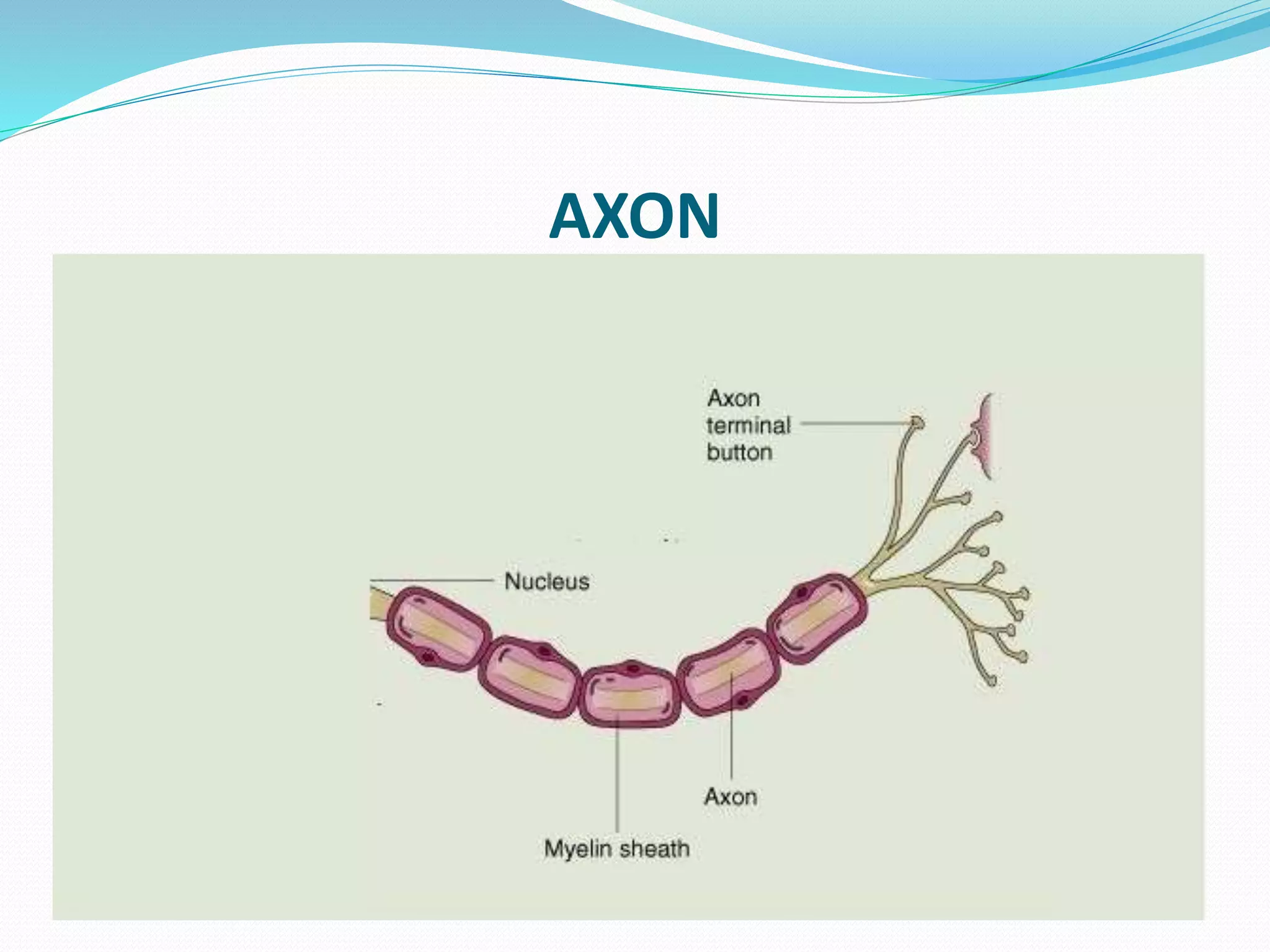 Structure of Neuron | PPT