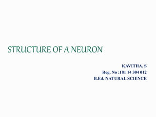 Structure of Neuron | PPT