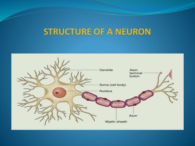 Structure of Neuron | PPT