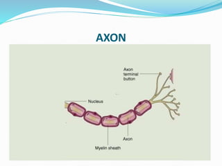 Structure of Neuron | PPT