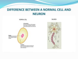Structure of Neuron | PPT
