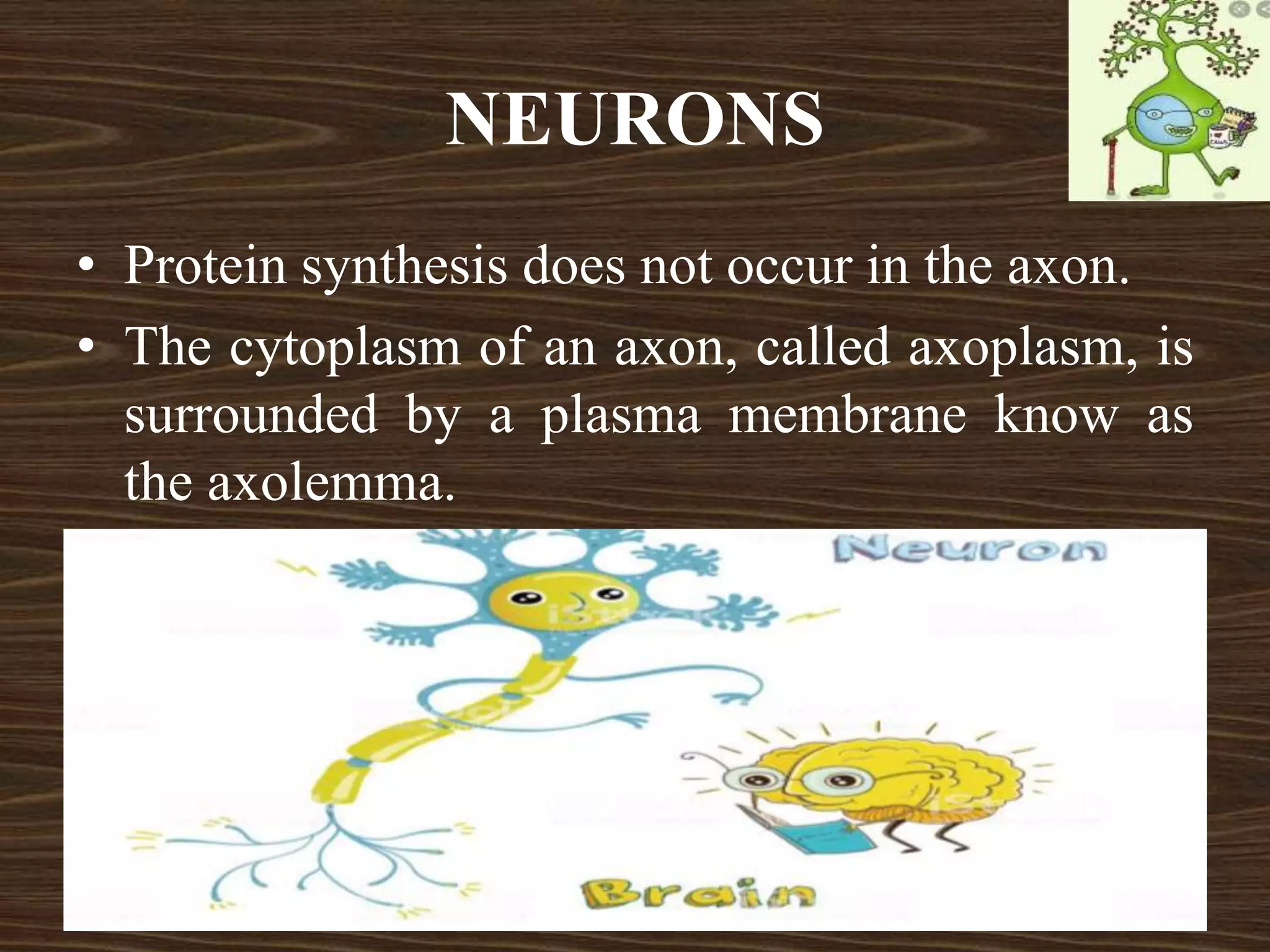 Neuron ppt | PPTX
