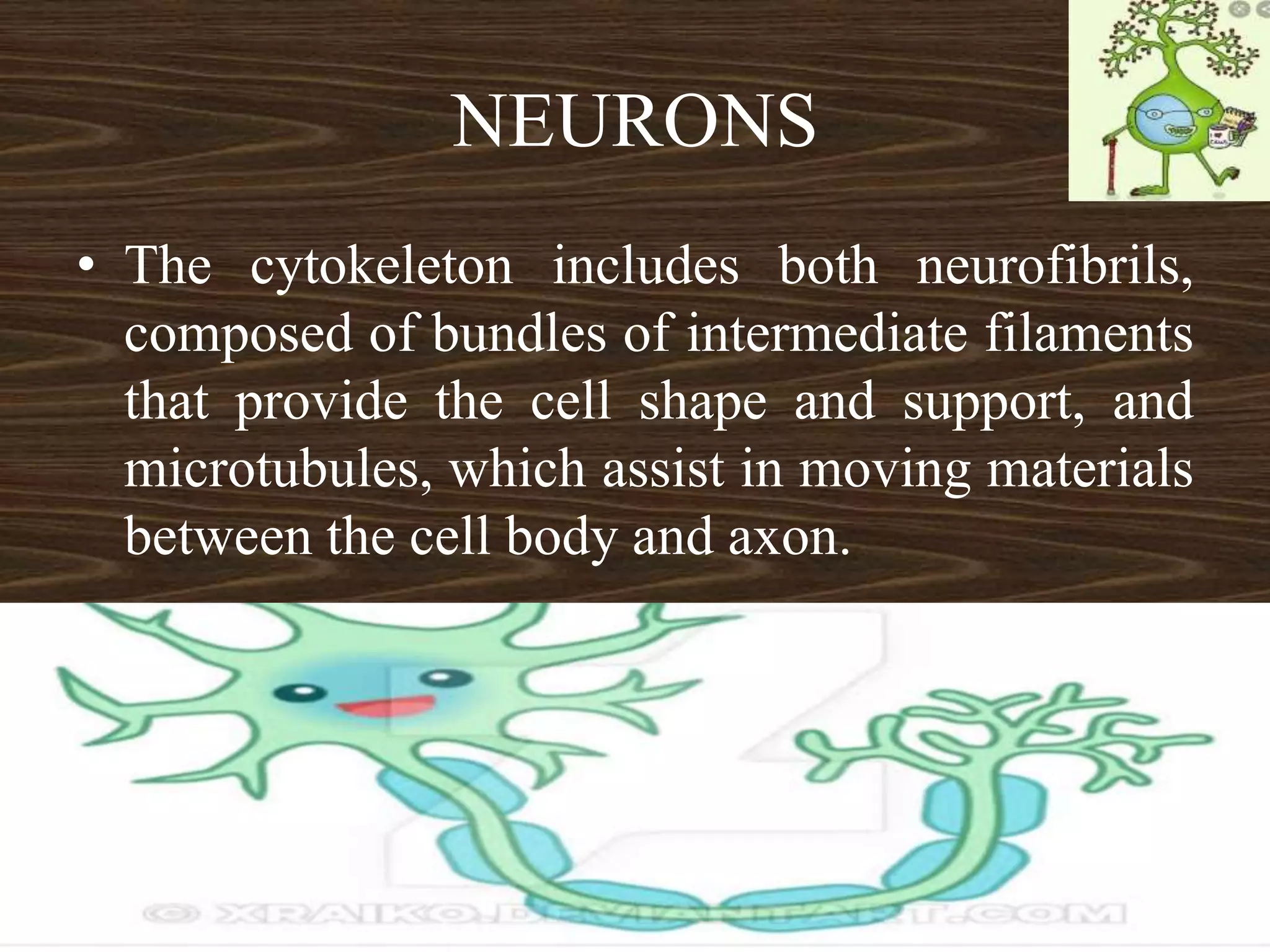 Neuron ppt | PPTX