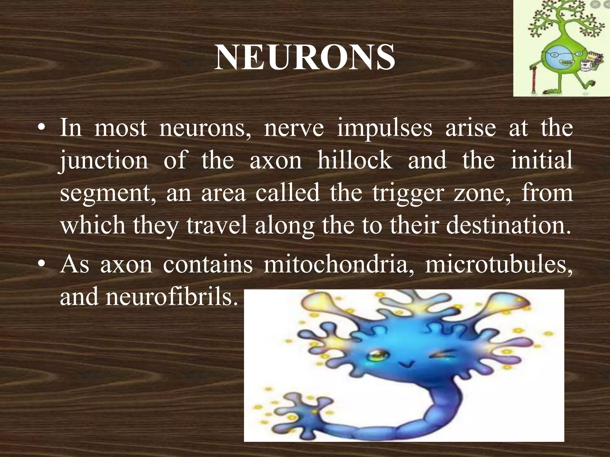 Neuron ppt | PPTX