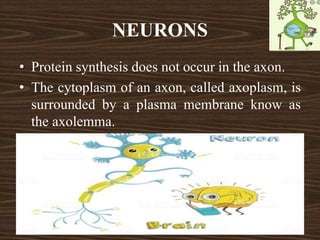 Neuron ppt | PPTX