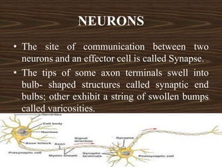 Neuron ppt | PPTX