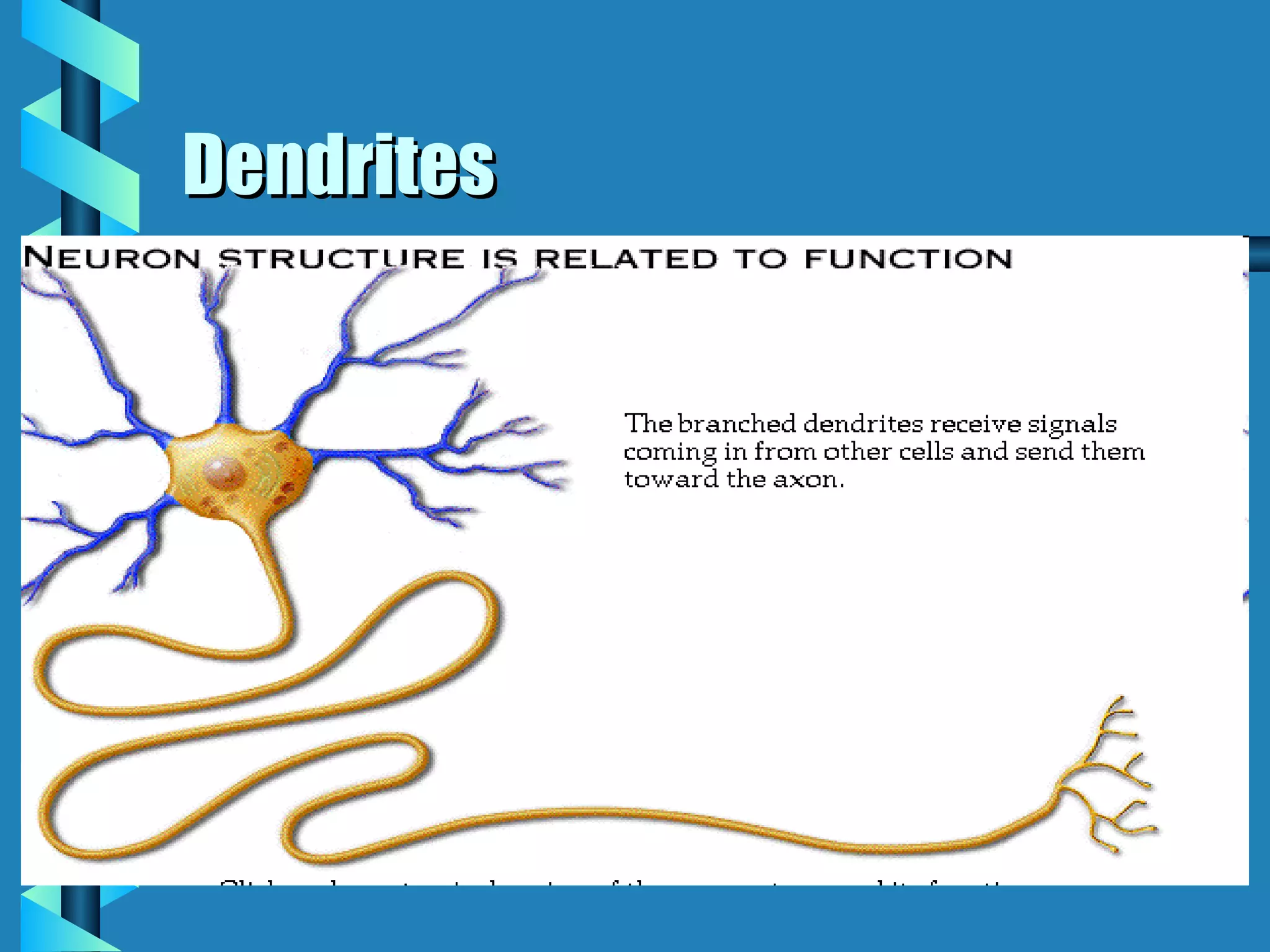 Neurons | PPT