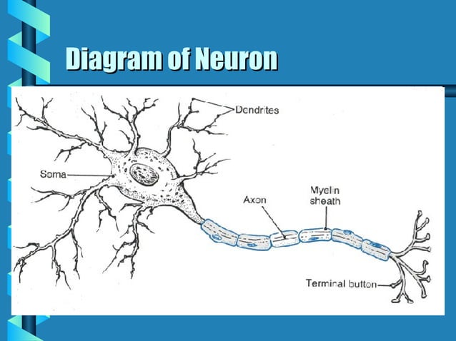 Neurons | PPT