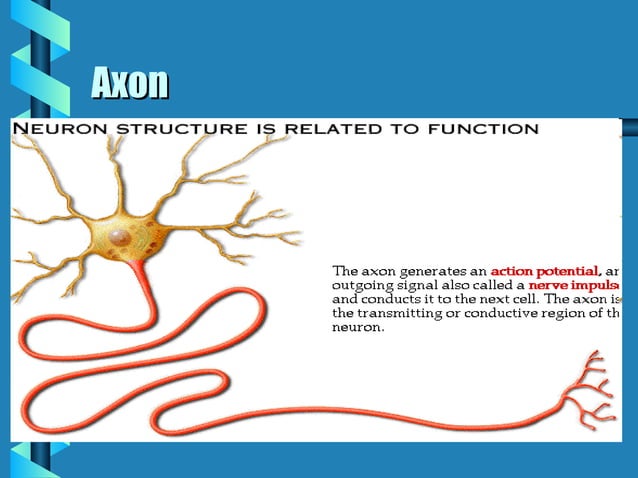 Neurons | PPT