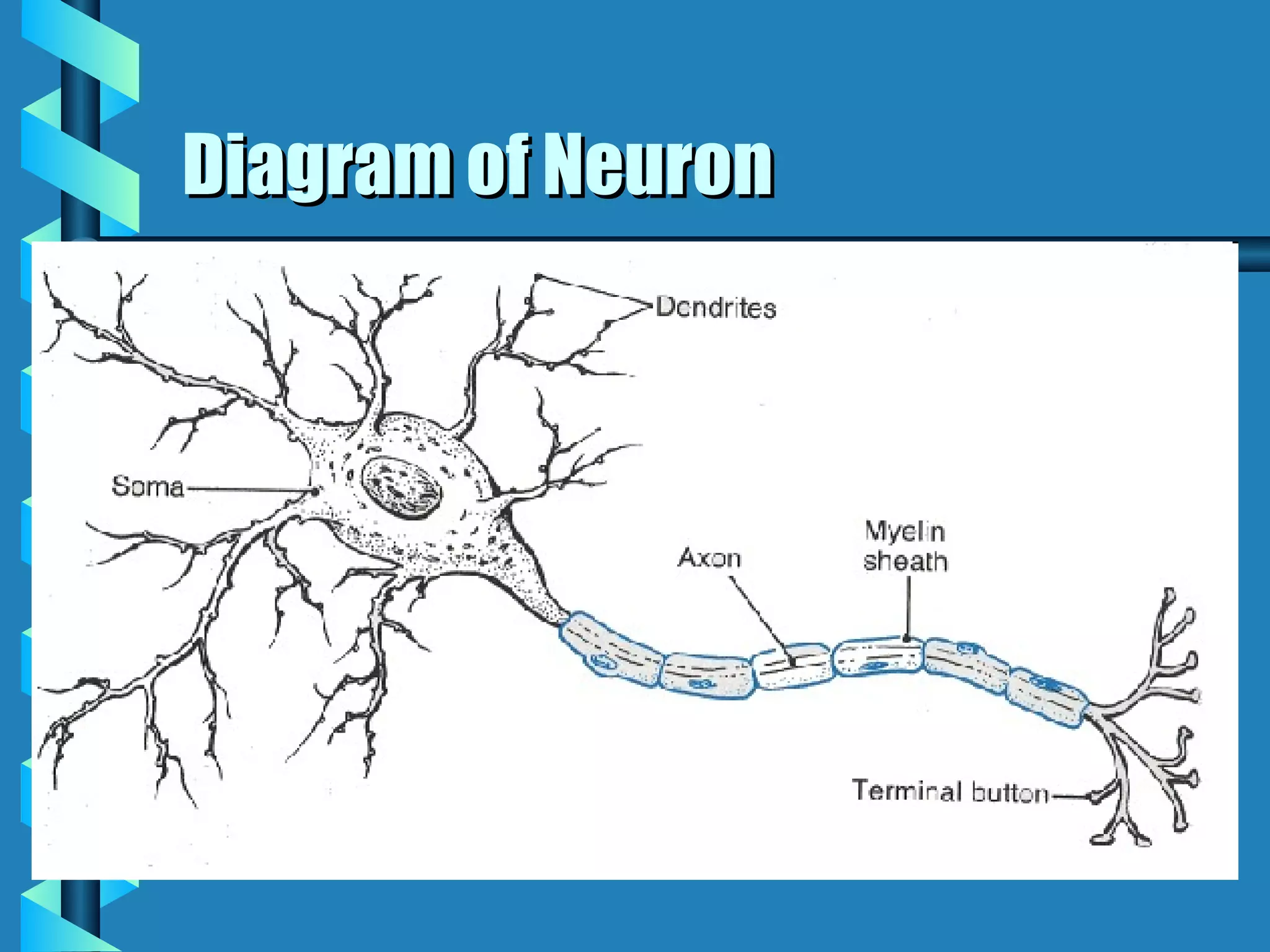 Neurons | PPT