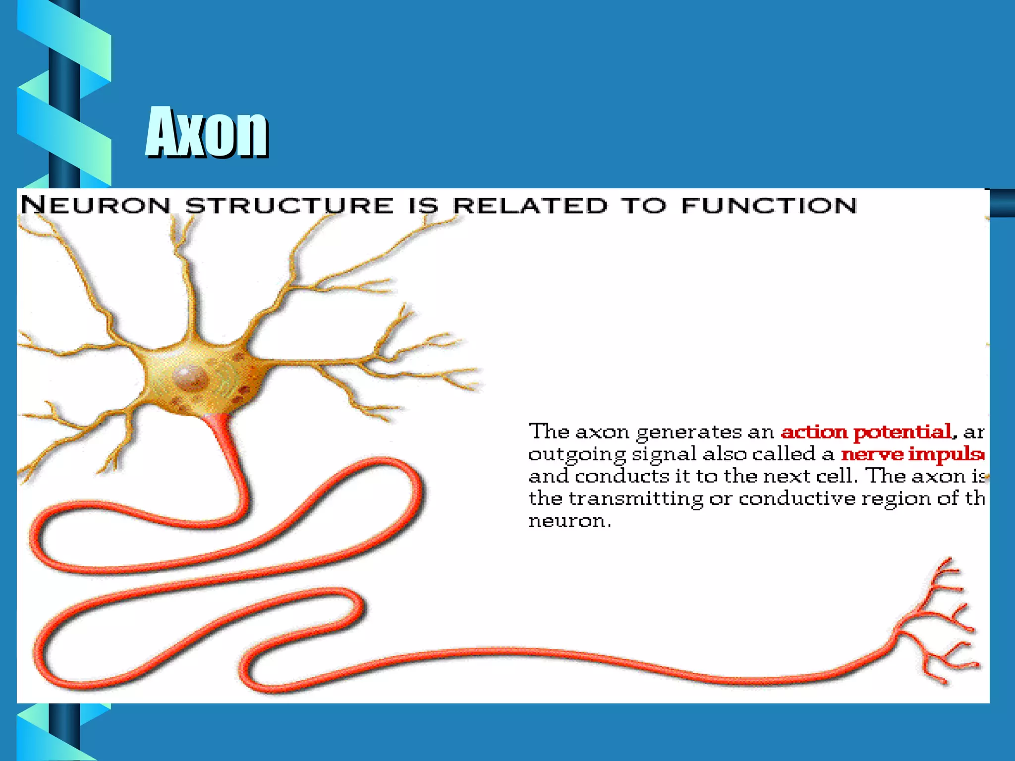 Neurons | PPT