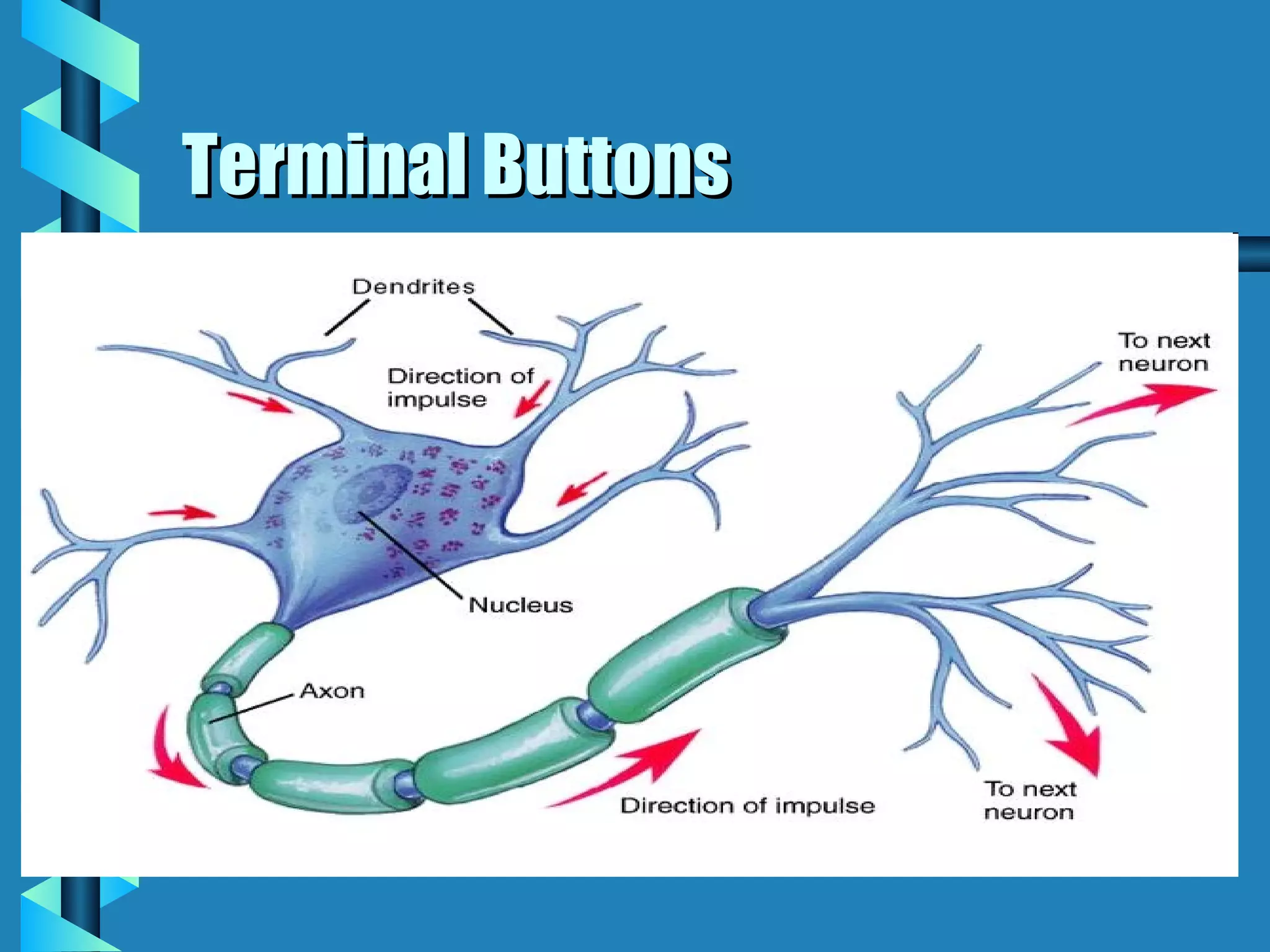 Neurons | PPT
