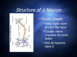 Neurons | PPT | Computer Networking | Computing