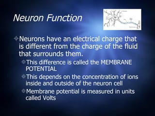 Neurons | PPT | Computer Networking | Computing