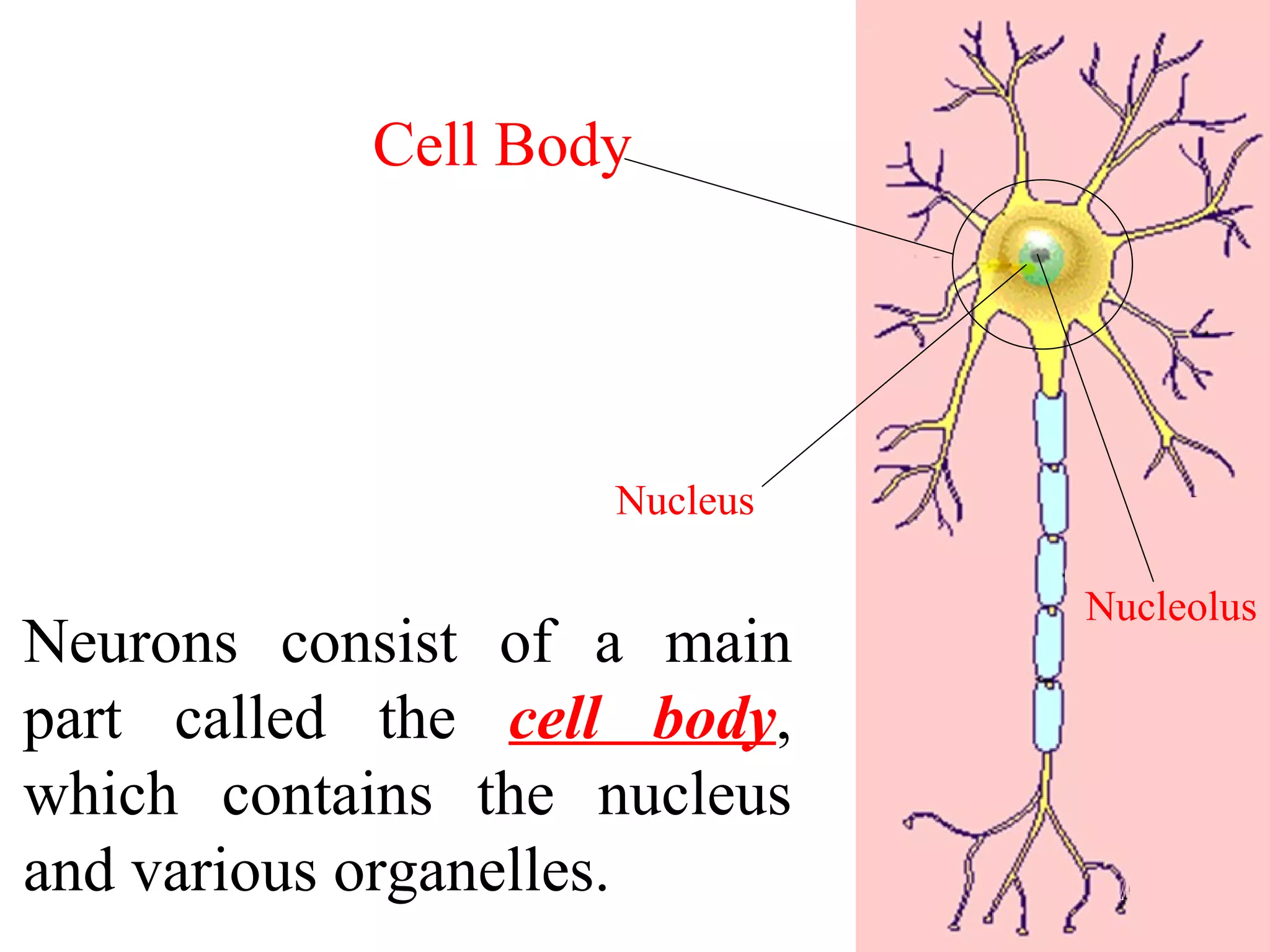 Neurons | PPT
