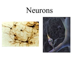 Anaxonic Neuron Slide