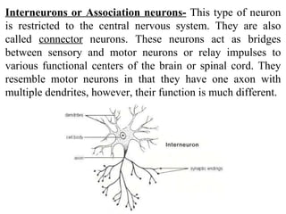 Association Neuron