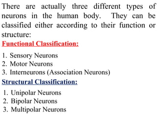 Association Neuron Bipolar