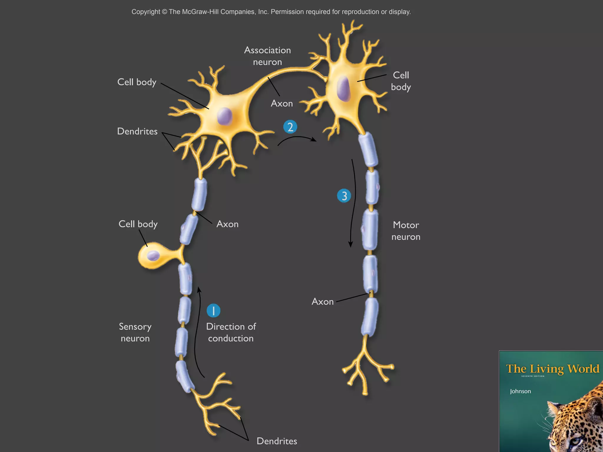 Neurons, the Action Potential, etc. | PDF