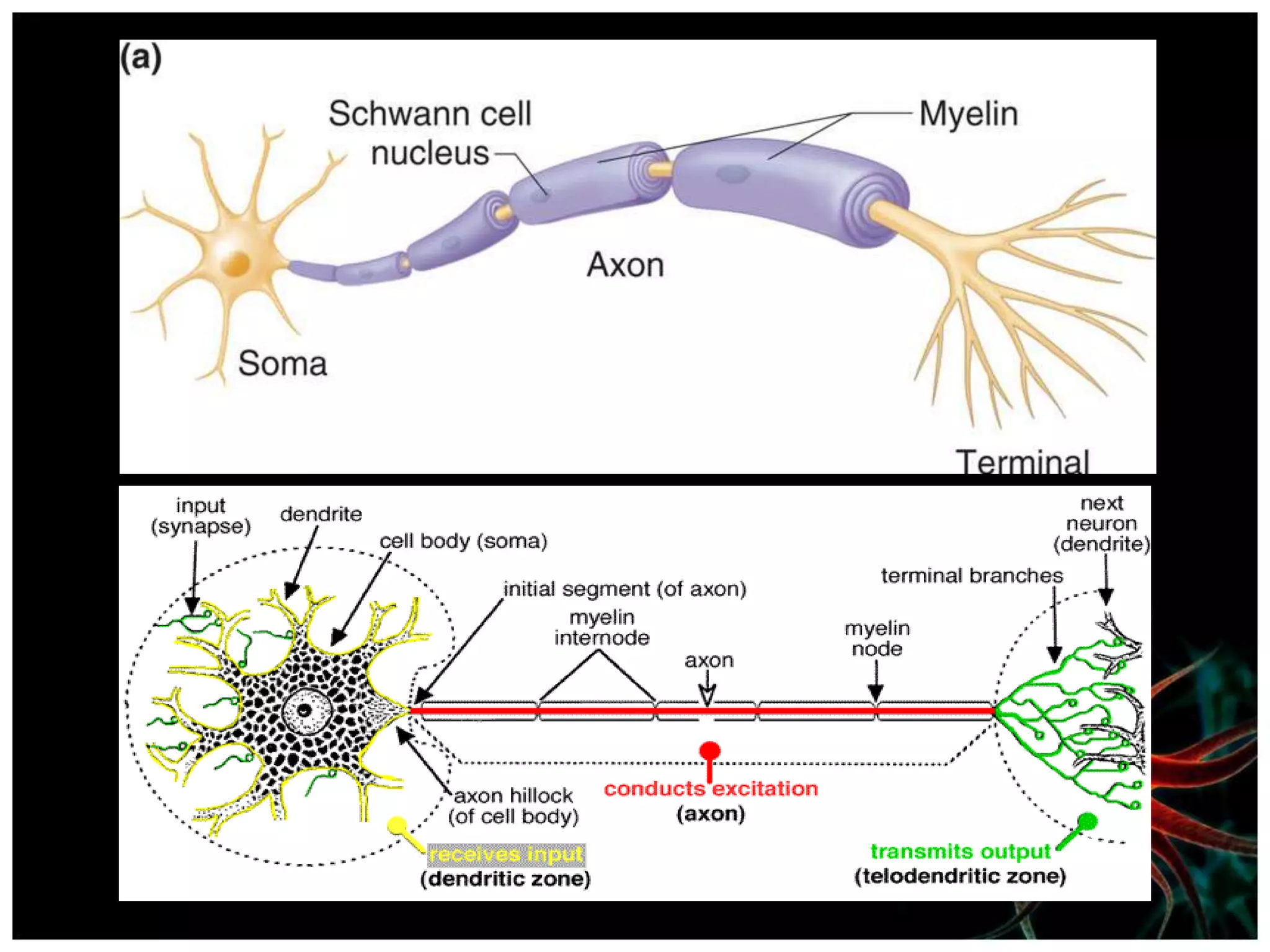 Neurons | PPTX