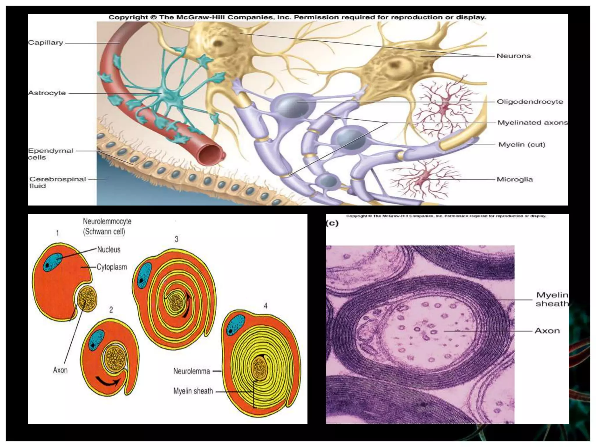 Neurons | PPTX