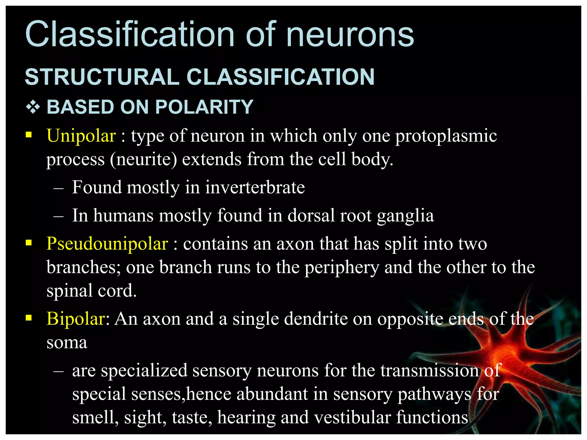 Neurons | PPTX