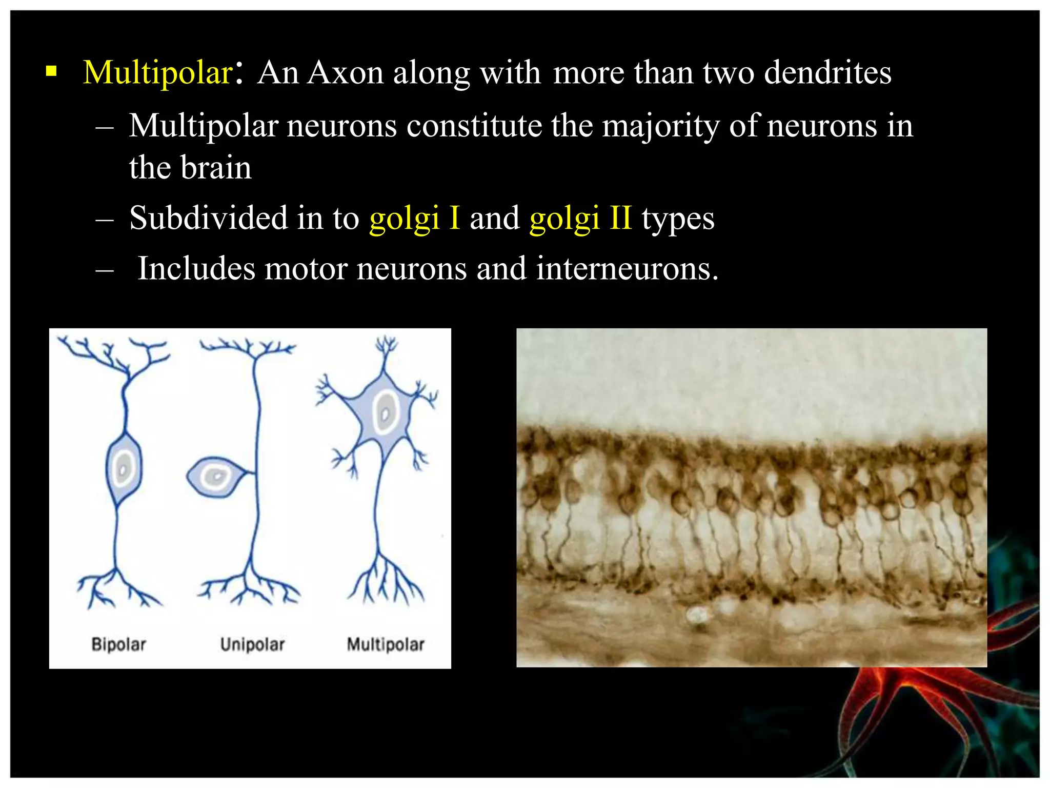 Neurons | PPTX