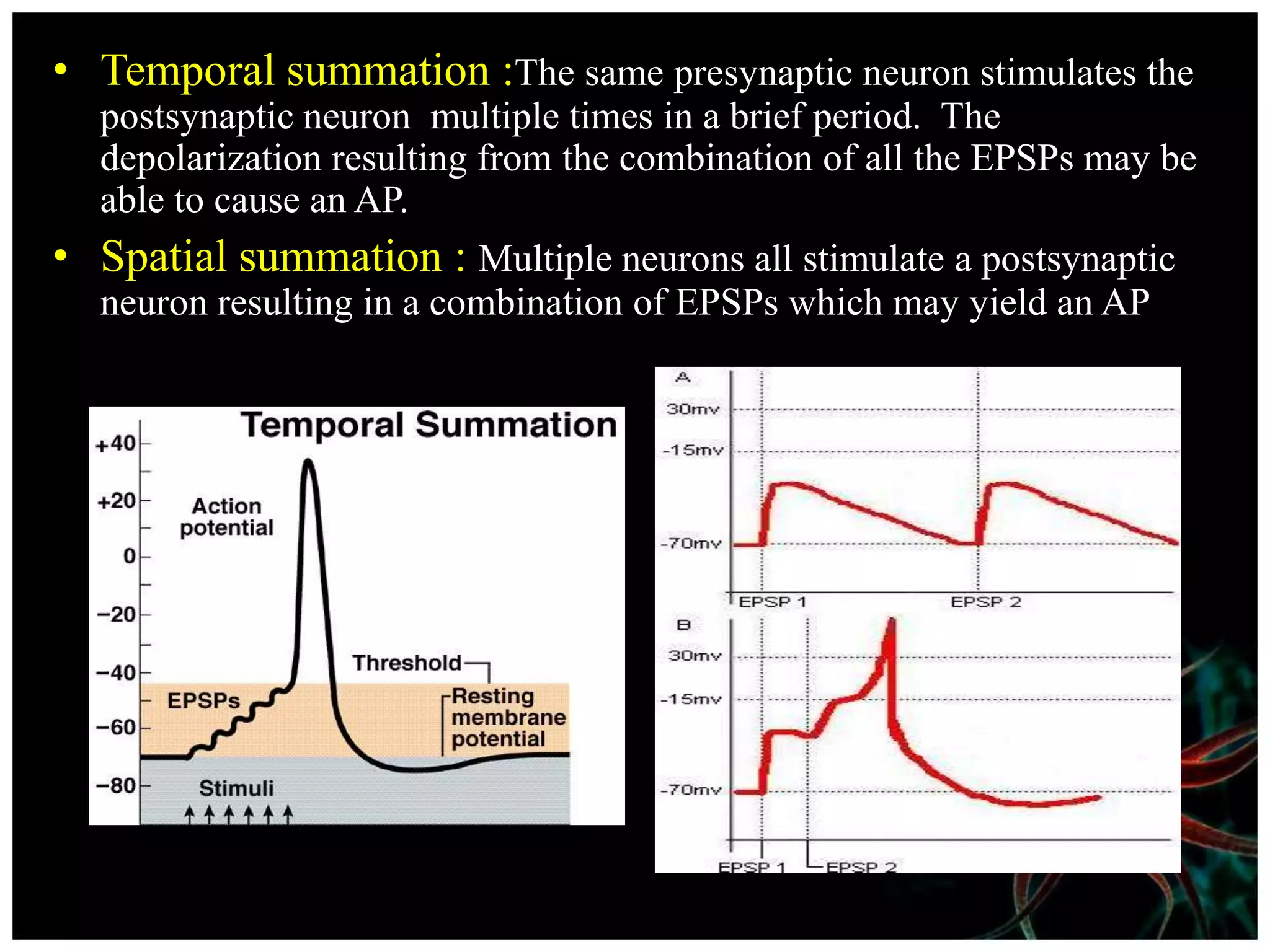 Neurons | PPTX