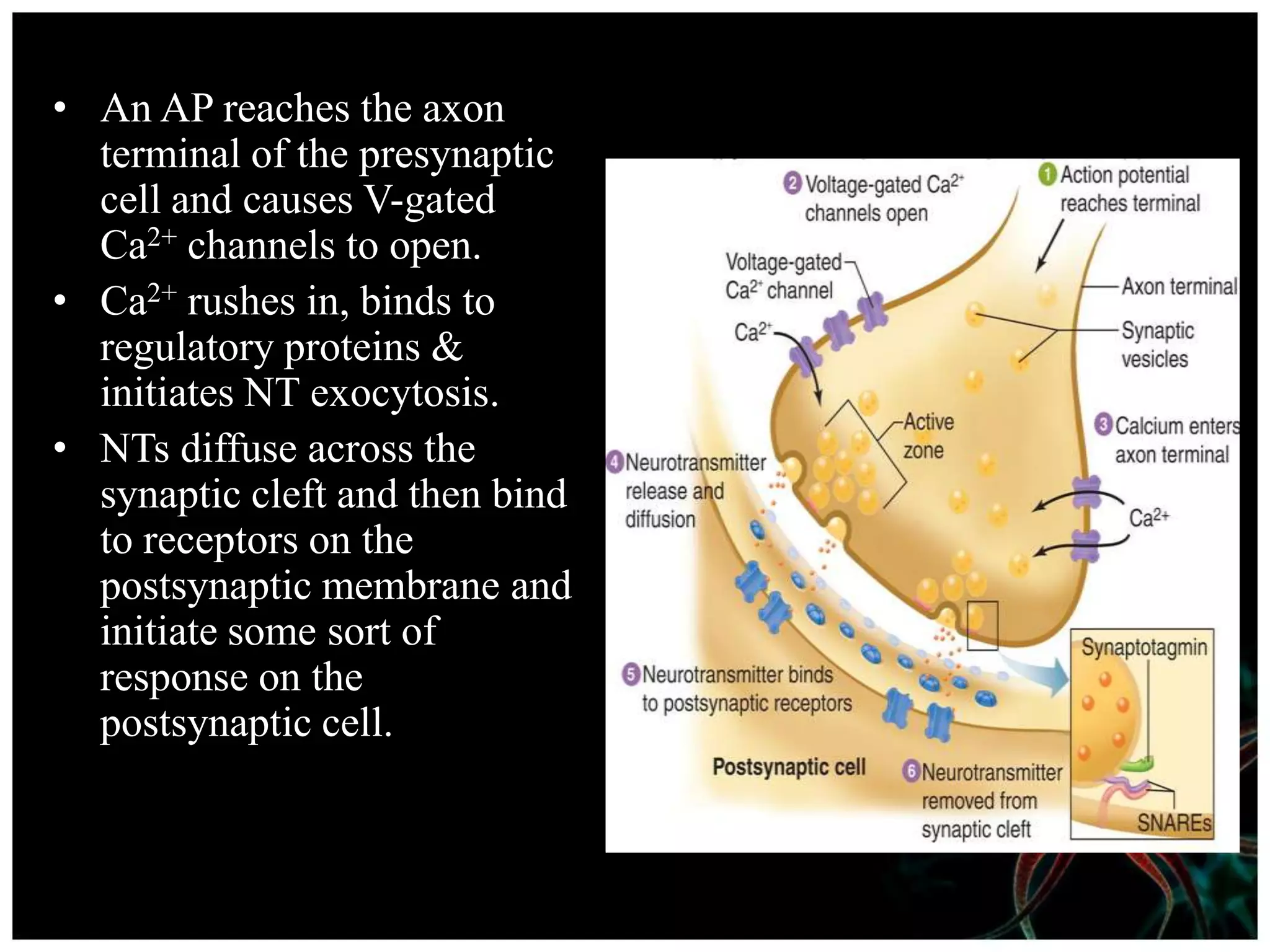 Neurons | PPTX