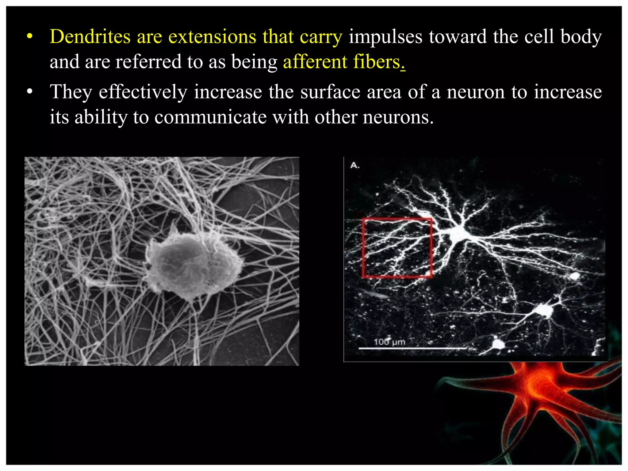 Neurons | PPTX