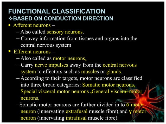 Neurons | PPTX | Brain and Nervous System Disorders | Diseases and ...