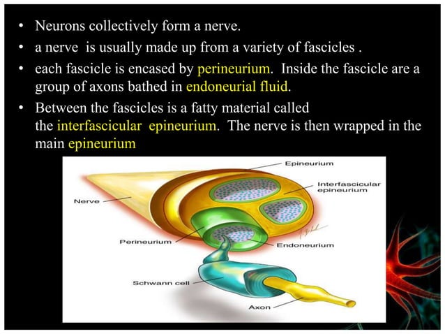 Neurons | PPTX | Brain and Nervous System Disorders | Diseases and ...