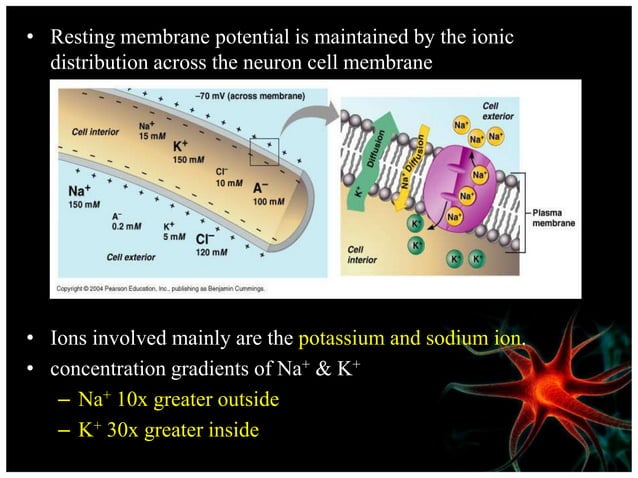 Neurons | PPTX | Brain and Nervous System Disorders | Diseases and Conditions