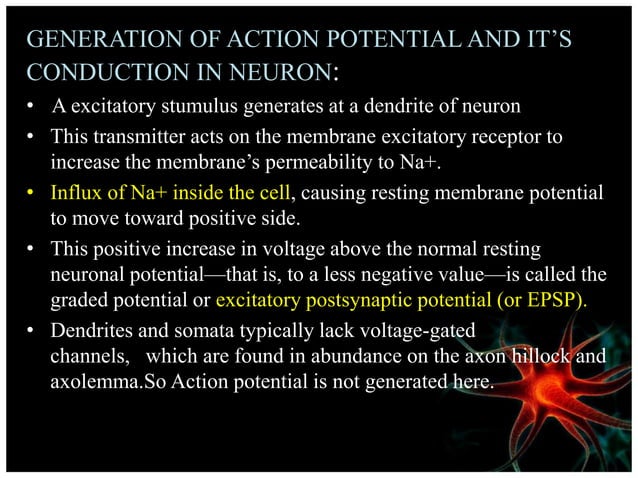 Neurons | PPTX | Brain and Nervous System Disorders | Diseases and ...